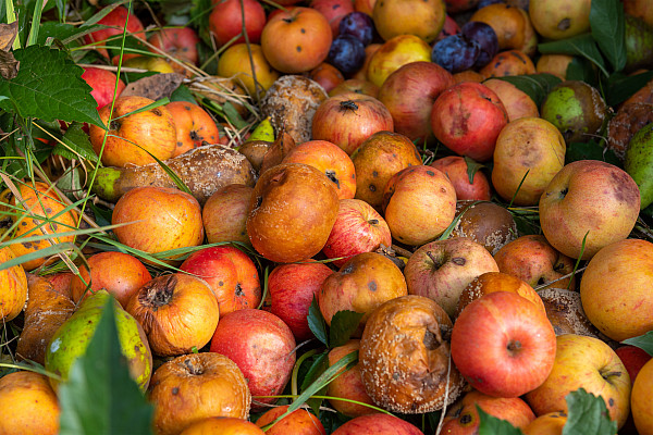Wohin mit dem Fallobst?